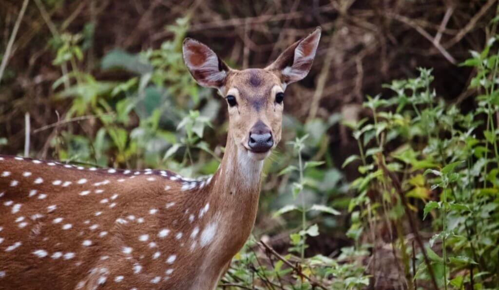What Exactly Is Deer Dander Cover Scent, and Does It Work?