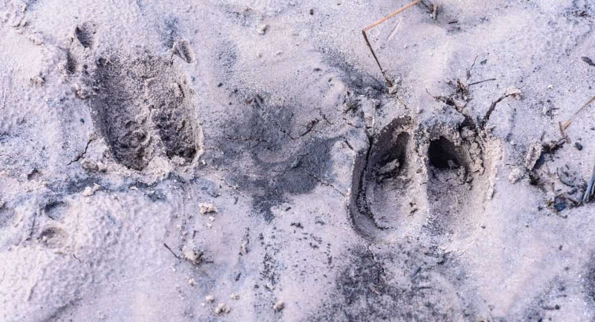 Elk Tracks vs. Deer Tracks: How to Tell the Difference
