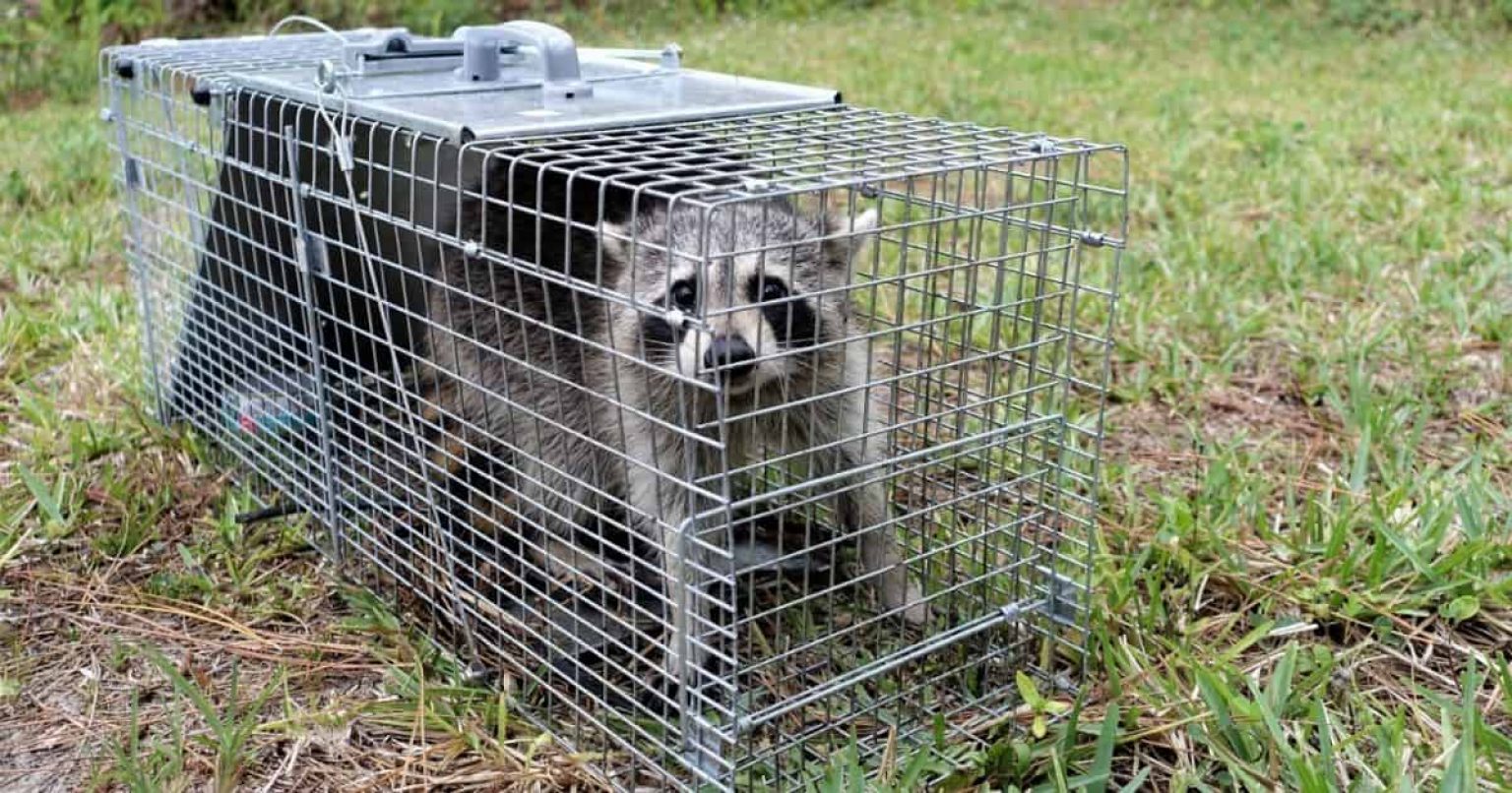 How to Trap a Smart Raccoon: A Four-Step Guide How to Trap a Smart ...